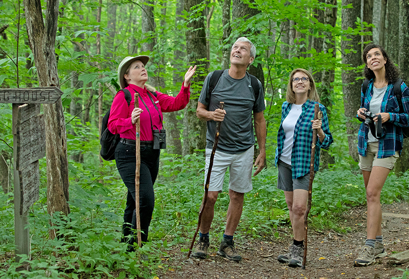 Walks in the Woods - The Swag